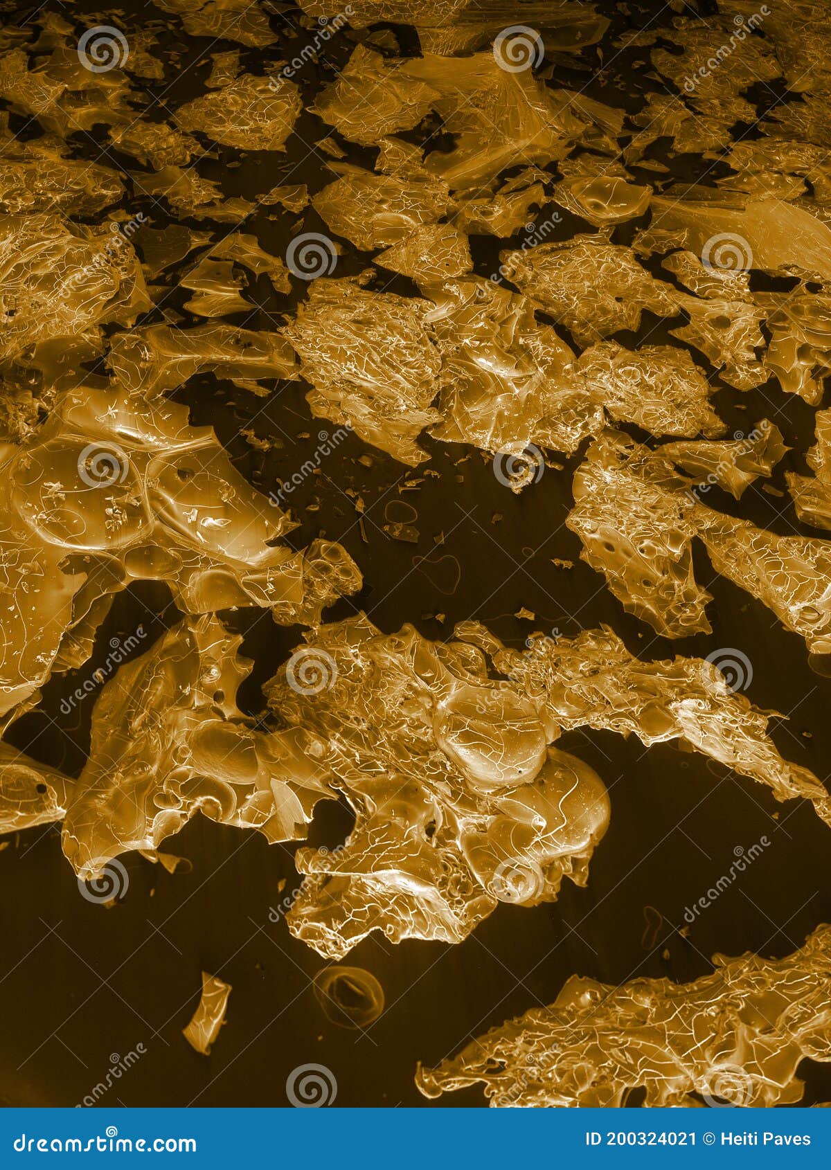 Coffee Bean, Scanning Electron Microscopy Stock Image - Image of drink ...