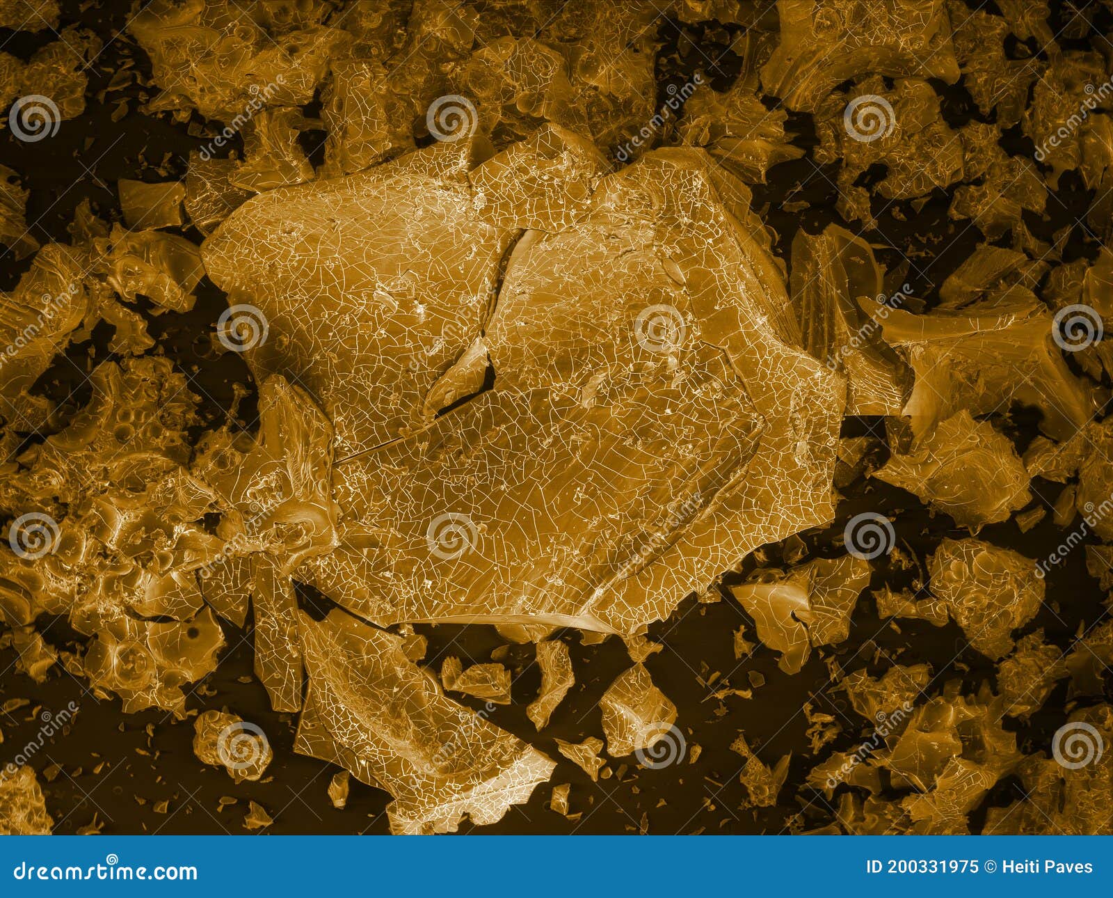 Coffee Bean, Scanning Electron Microscopy Stock Image - Image of food ...