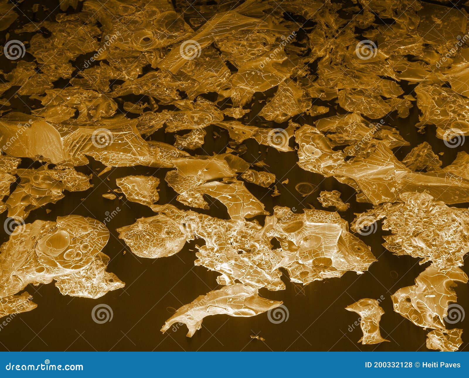 Coffee Bean, Scanning Electron Microscopy Stock Photo - Image of ...