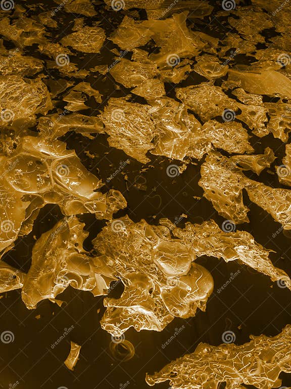 Coffee Bean, Scanning Electron Microscopy Stock Photo - Image of ...