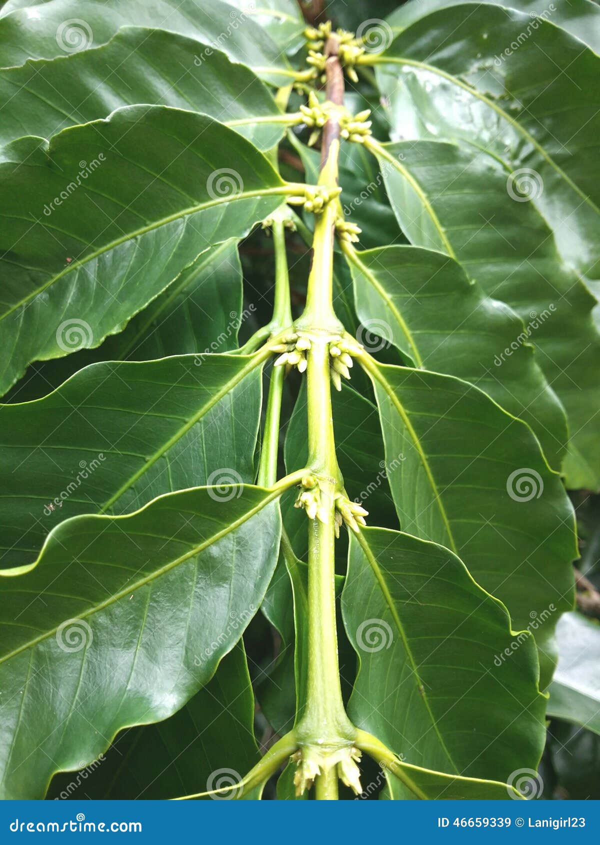 Coffee Bean Sprouts Flowers Buds Stock Image - Image of flowers, beans ...