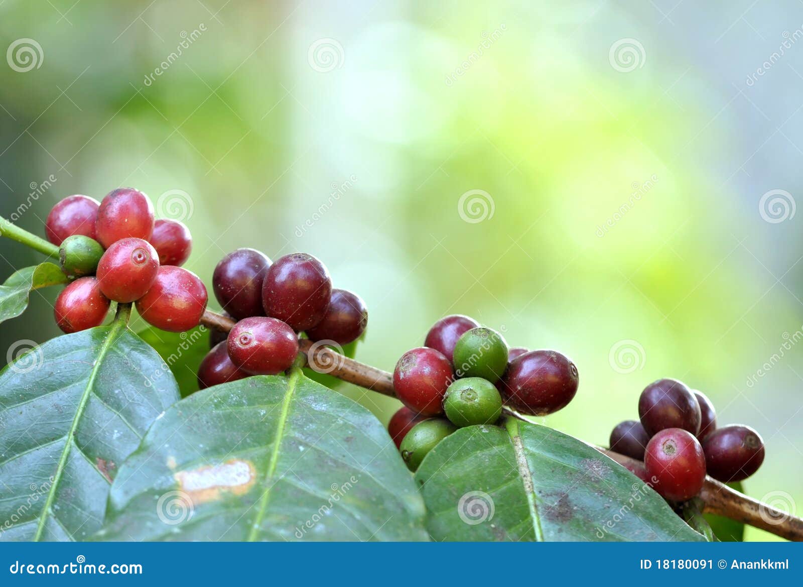 Coffee bean on tree stock image. Image of natural, nature - 18180091