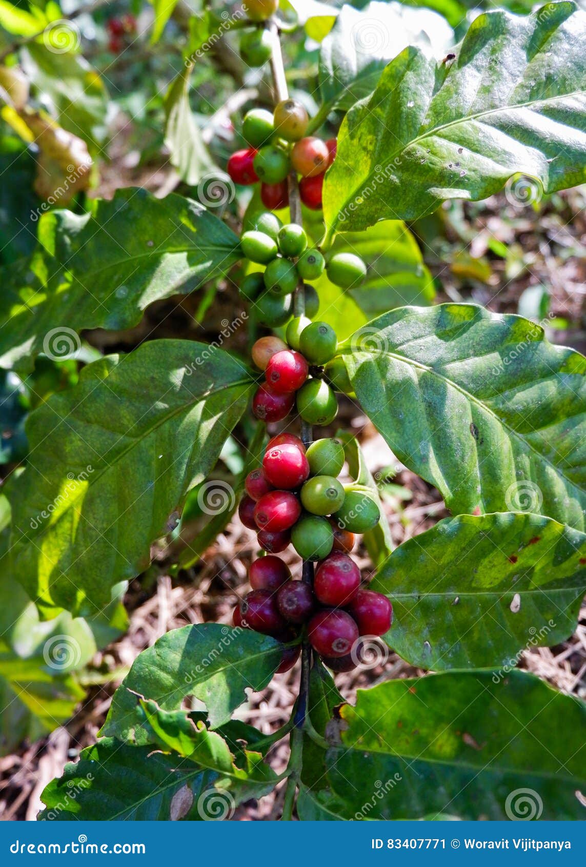 Coffee bean on tree stock image. Image of crop, america - 83407771