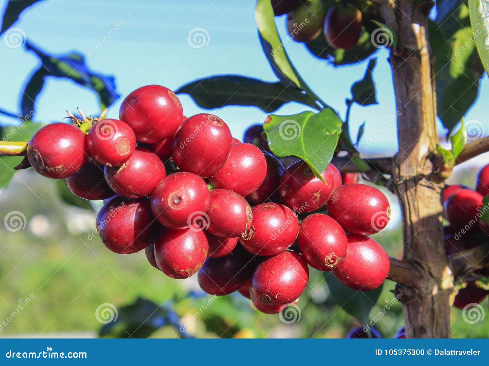Coffee Tree And Tree Himalayan Cherry Blossom Beautiful On Mountain ...