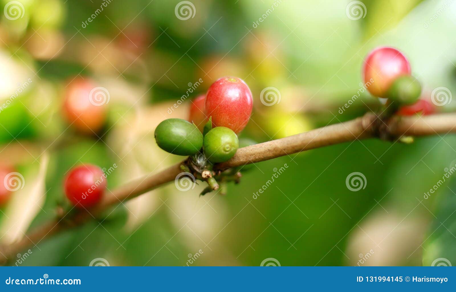 Coffee bean on tree stock image. Image of caffeine, indonesia - 131994145