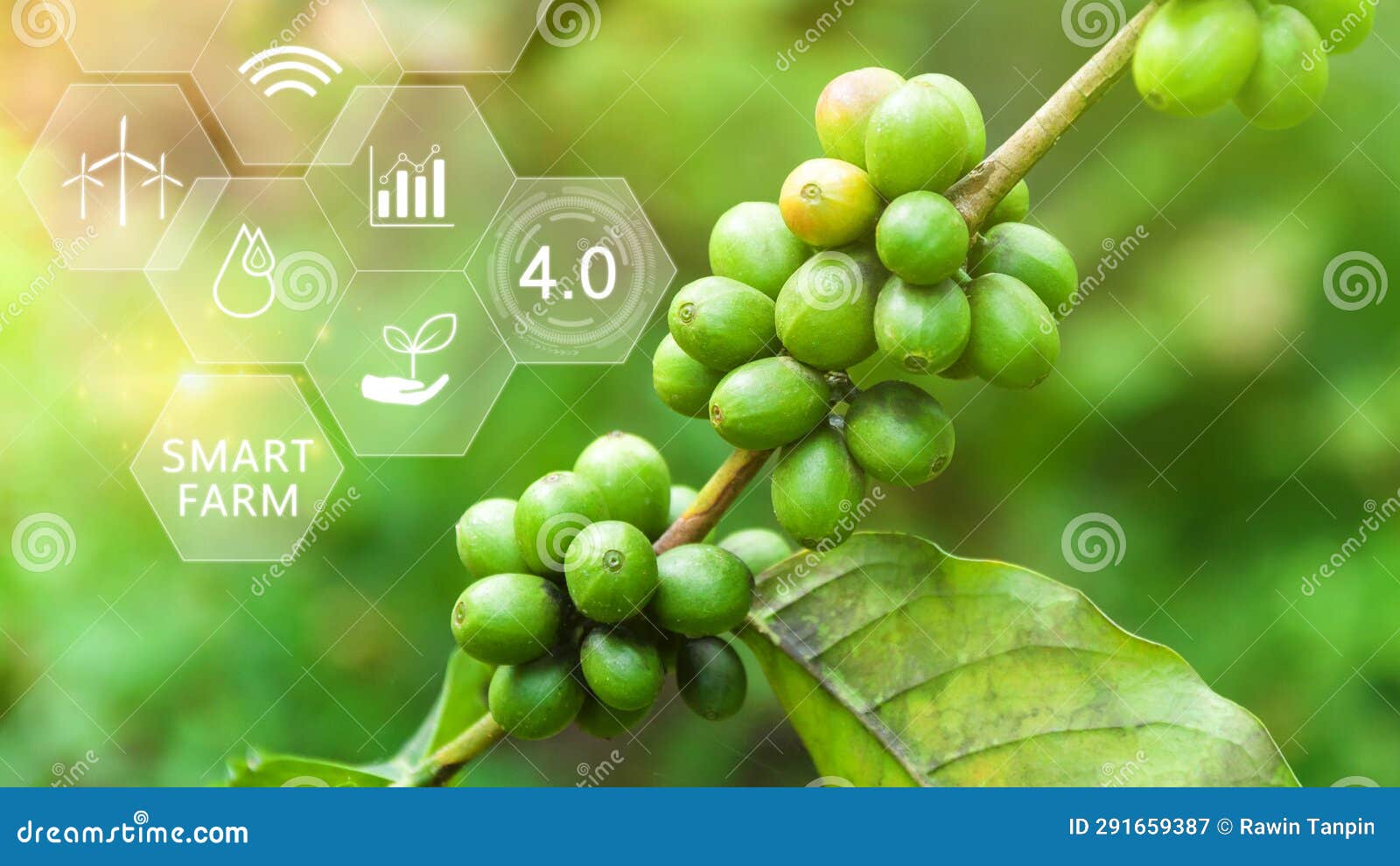 Coffee Bean Tree with Infographics Smart Farming and Precision ...
