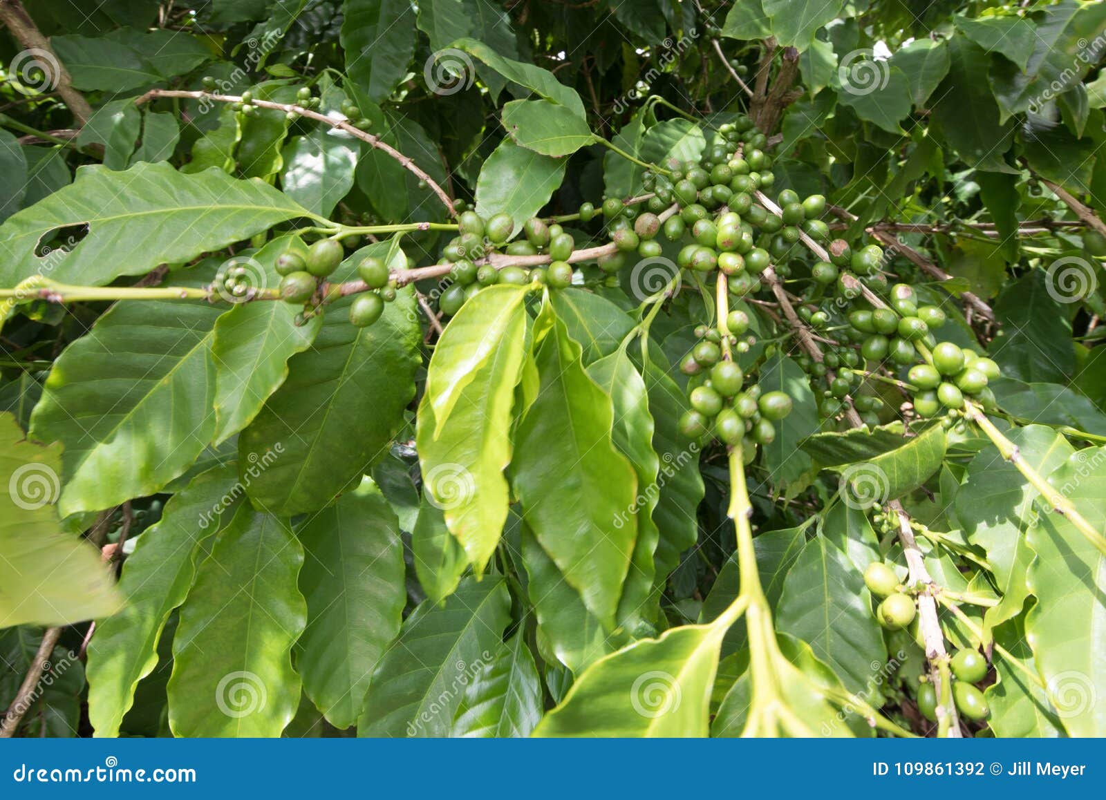 Coffee bean on tree stock photo. Image of drink, tree - 109861392