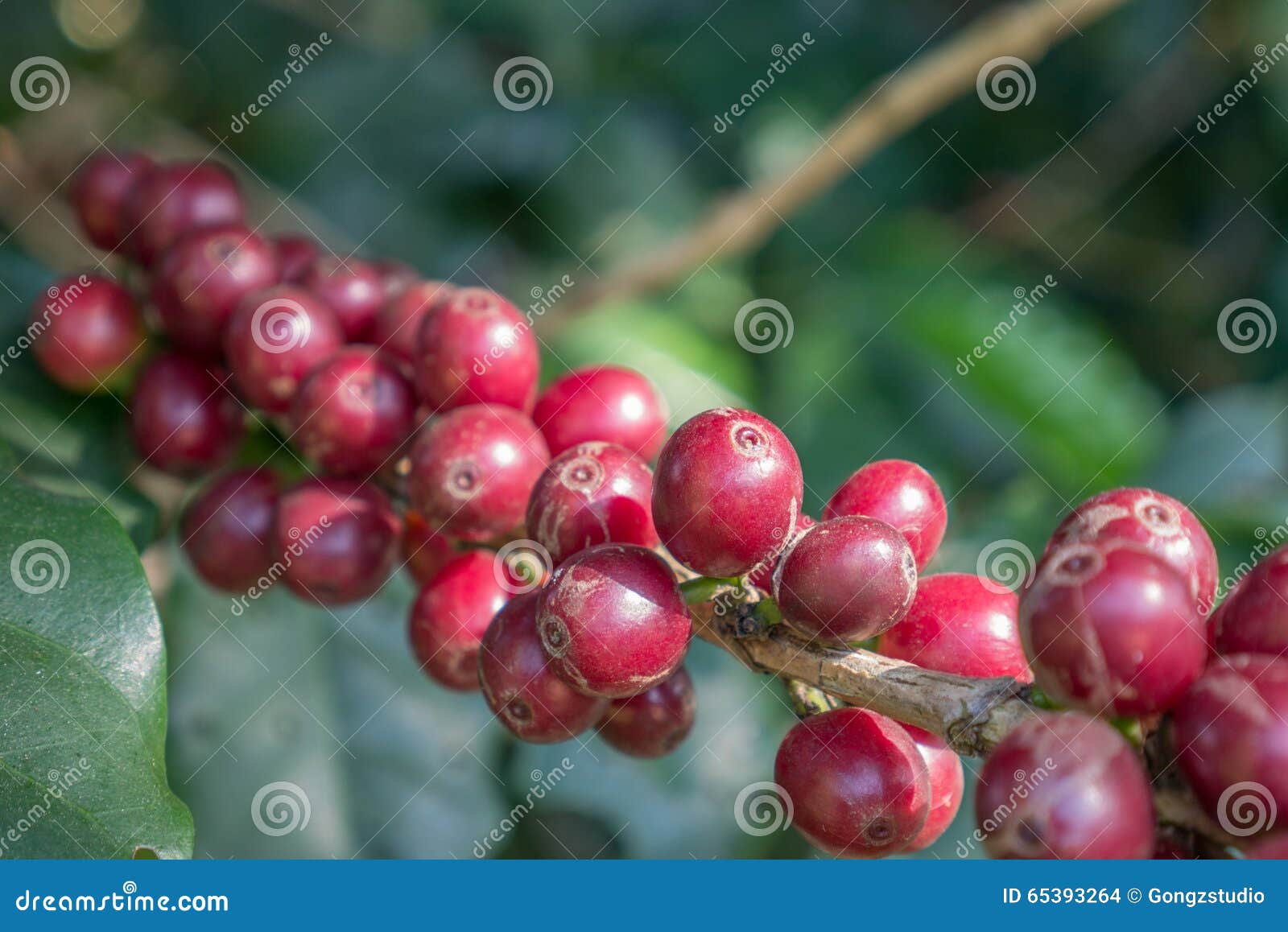 Coffee bean on tree stock photo. Image of coffee, fresh - 65393264