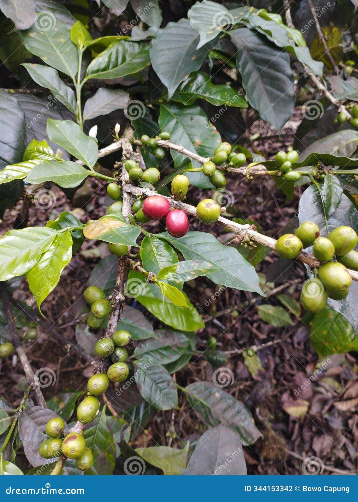 Coffee Beanin the Branch Grow Up Stock Photo - Image of branch, bean ...