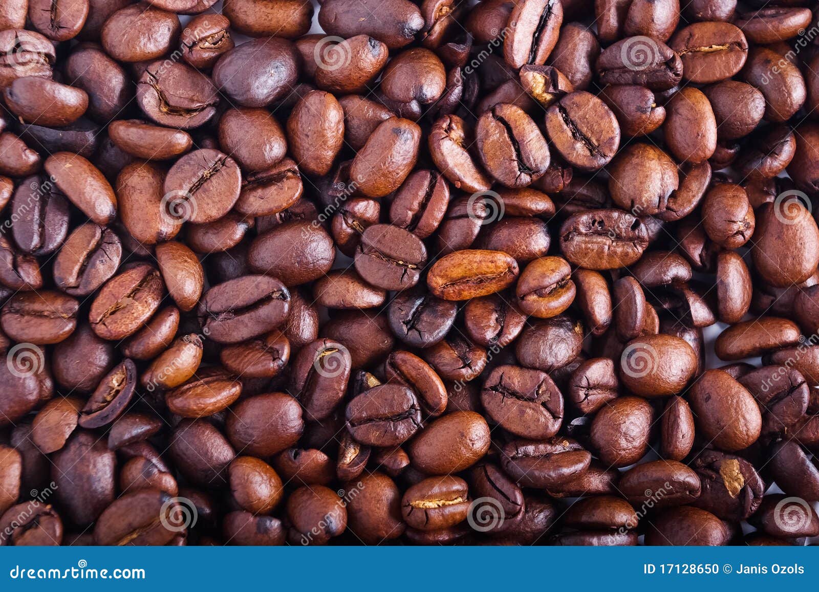 Red Coffee Beans On A Branch Of Coffee Tree Royalty-Free Stock Photo ...