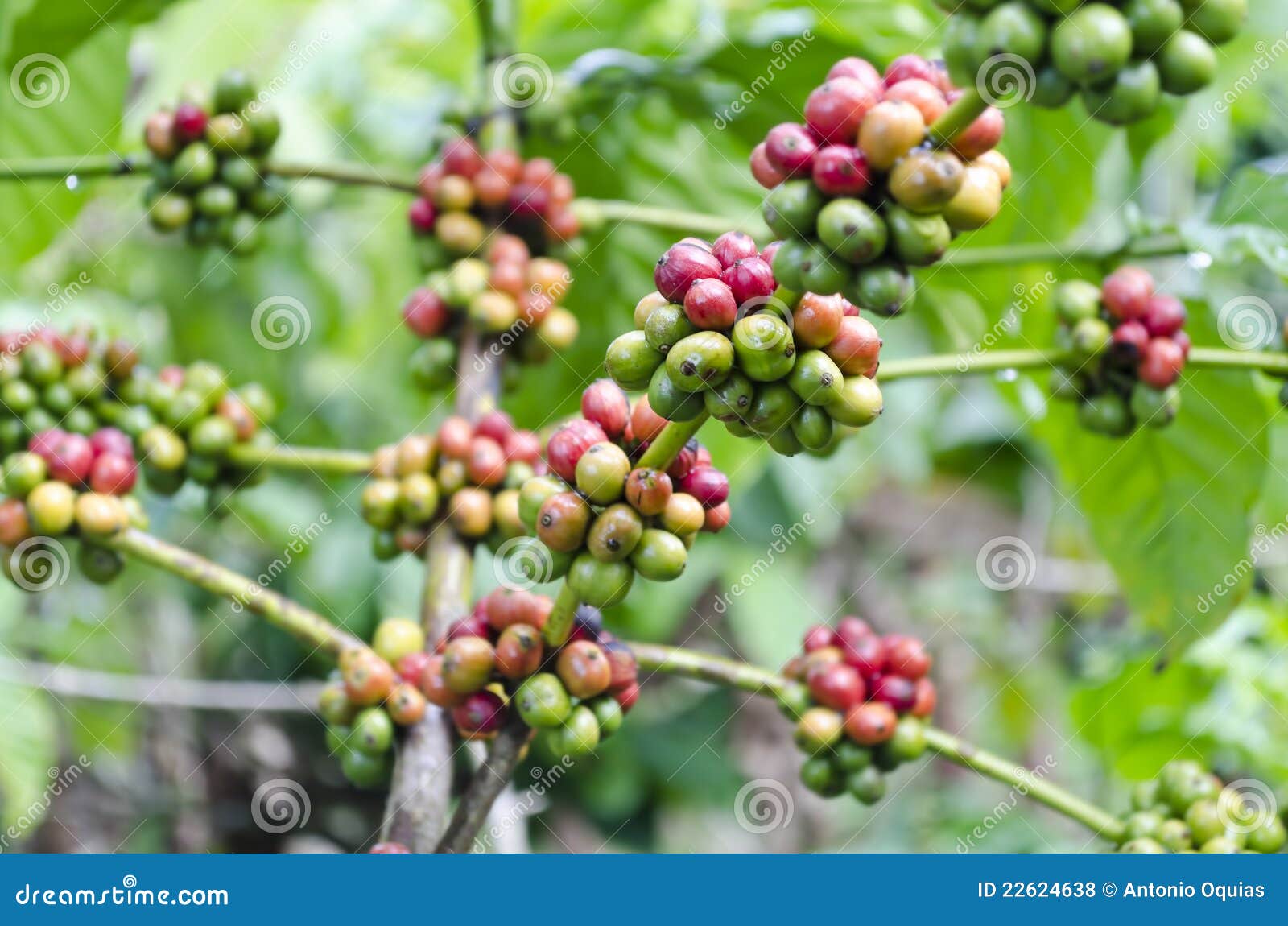 Coffee Beans stock photo. Image of canephora, tree, coffea - 22624638