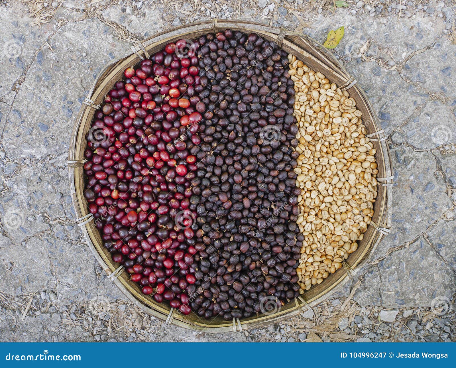 Coffee Beans Berries Drying Natural Process Coffee Beans Stock Image ...