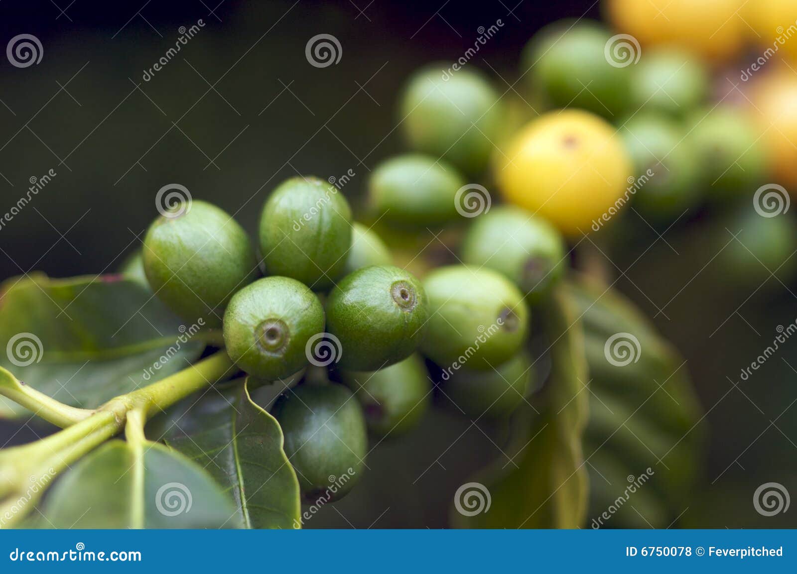Coffee Beans on the Branch stock photo. Image of bean - 6750078
