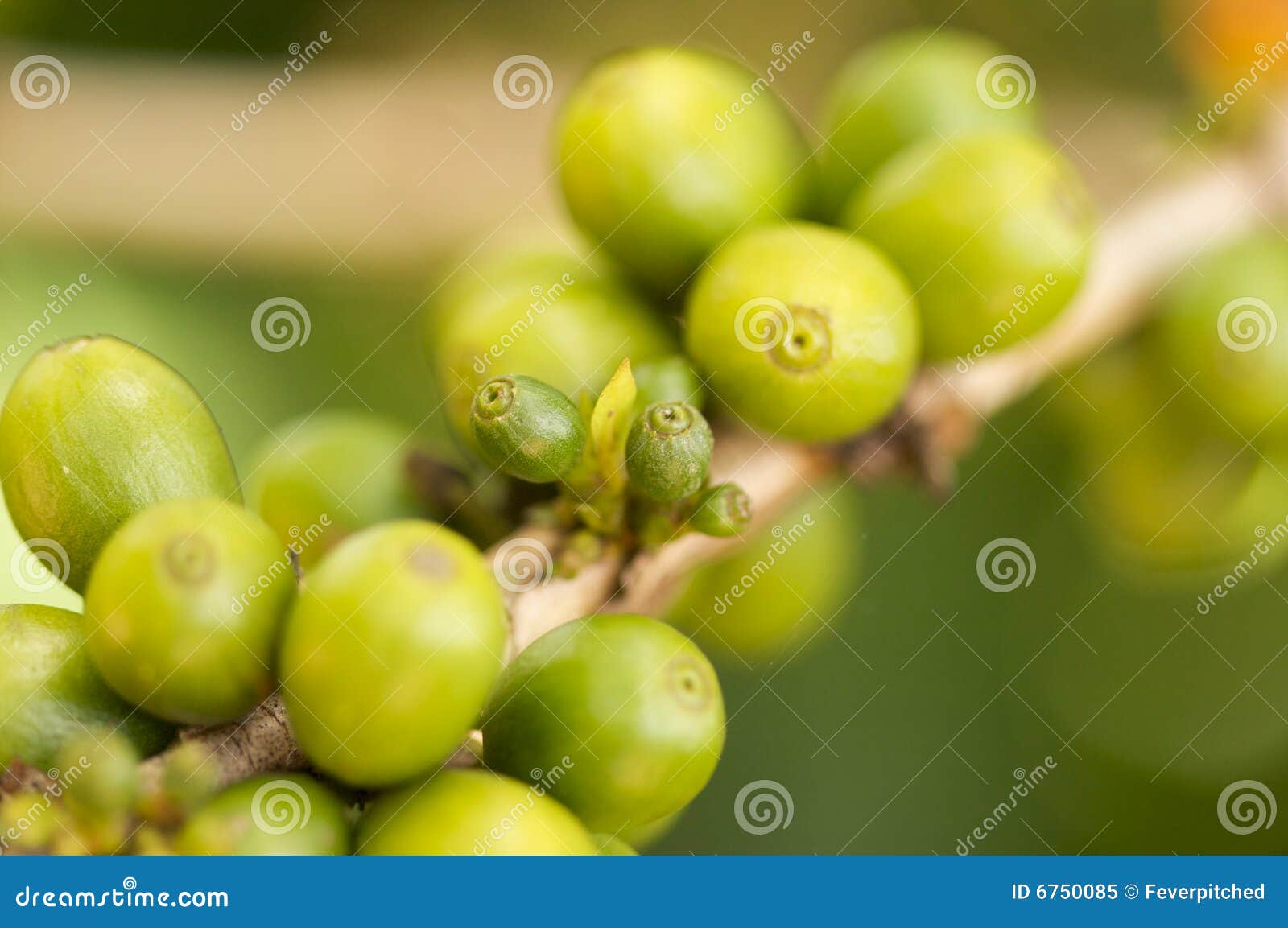 Coffee Beans on the Branch stock image. Image of coffee - 6750085