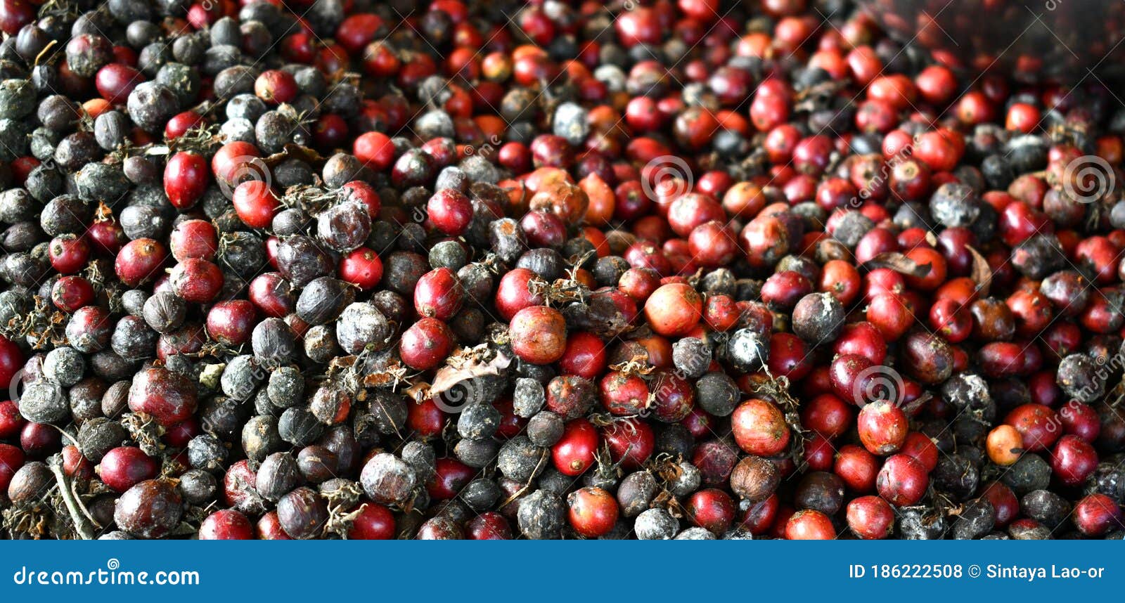 Coffee Beans Cherry Process Organic Robusta in Thailand Stock Photo ...