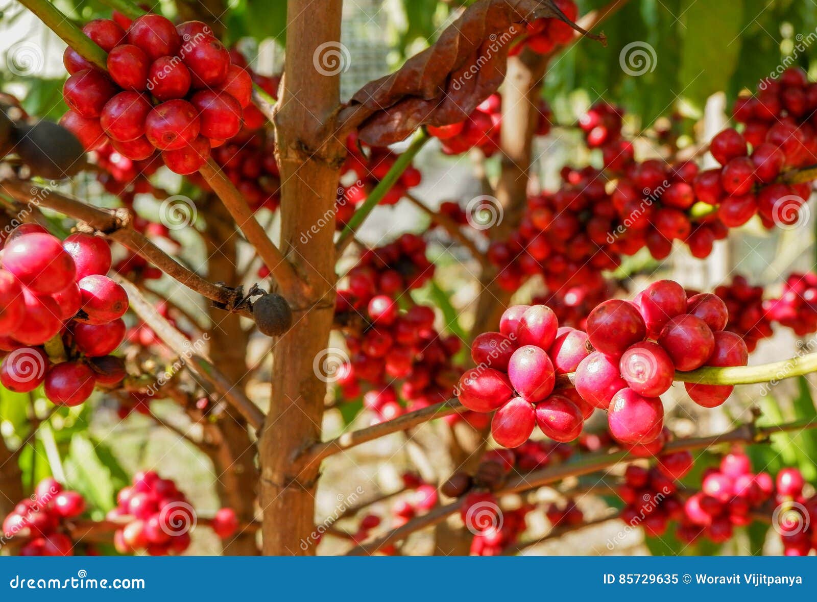Coffee Beans cherry stock image. Image of caffeine, beverage - 85729635