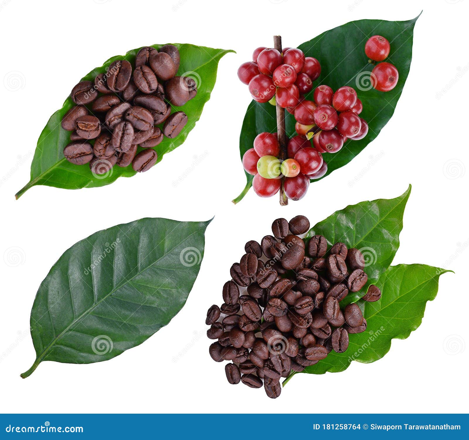 Coffee Beans and Coffee Leaf Isolated on White Stock Photo - Image of ...