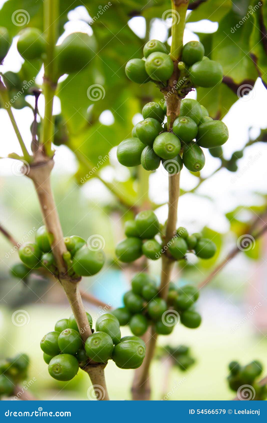 Coffee Beans in Coffee S Tree Stock Image - Image of cherry, caffeine ...