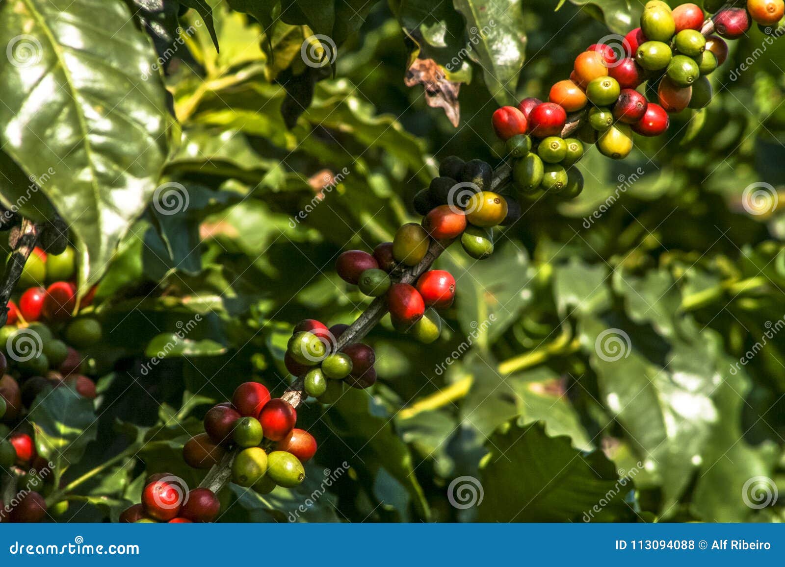 Coffee plant in field stock photo. Image of agriculture - 113094088