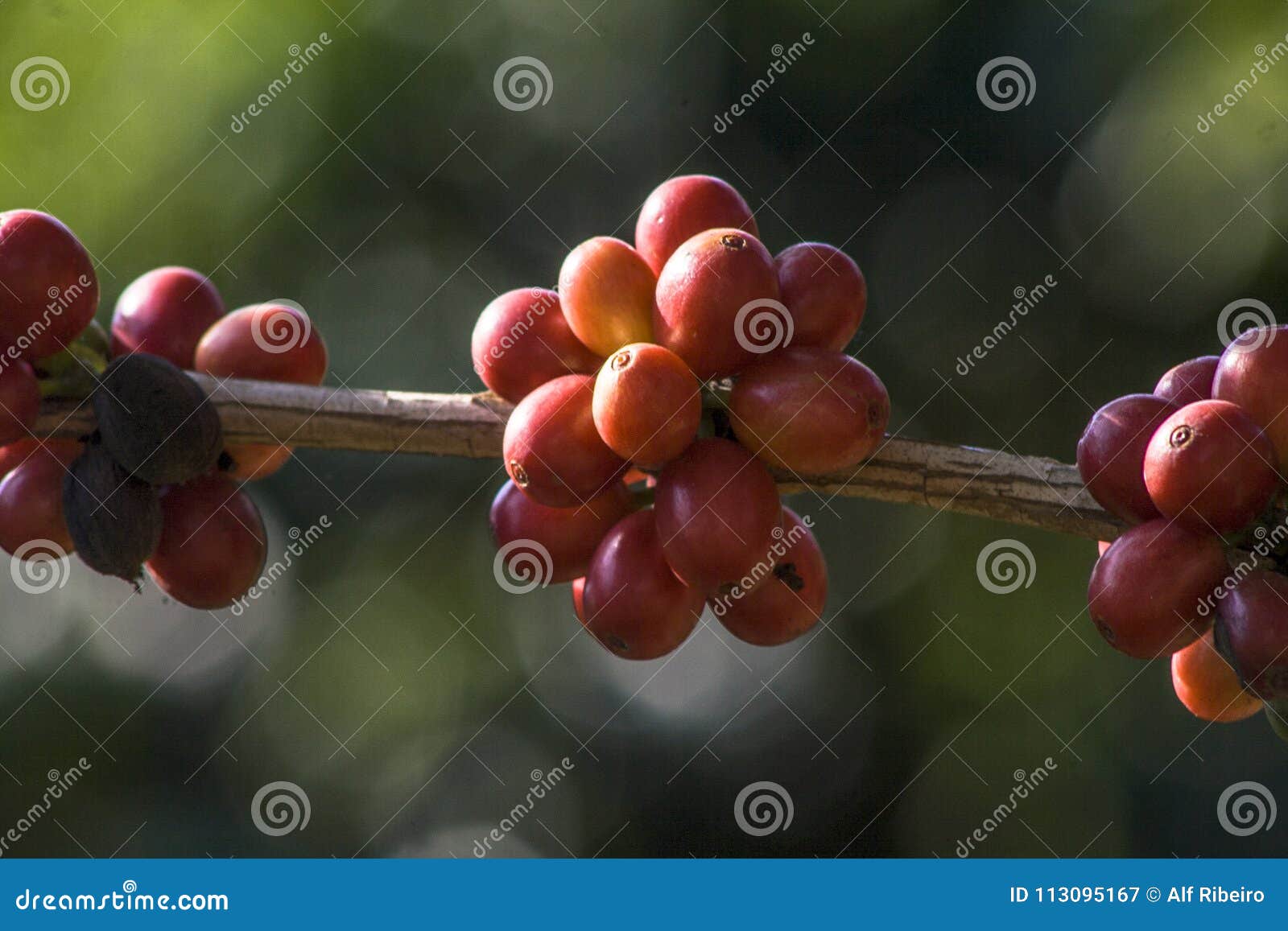 Coffee plant in field stock image. Image of harvest - 113095167