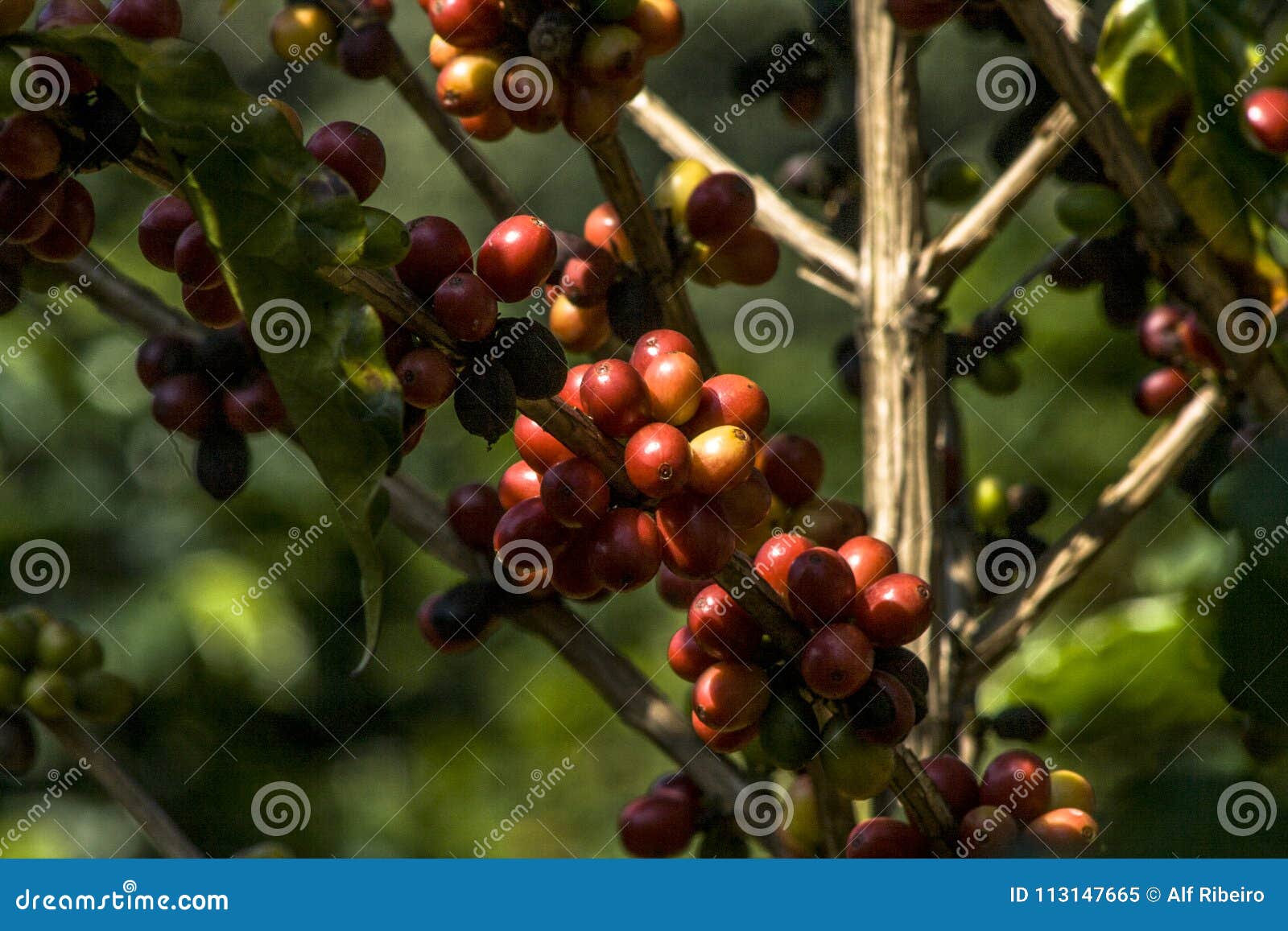 Coffee plant in field stock image. Image of closeup - 113147665