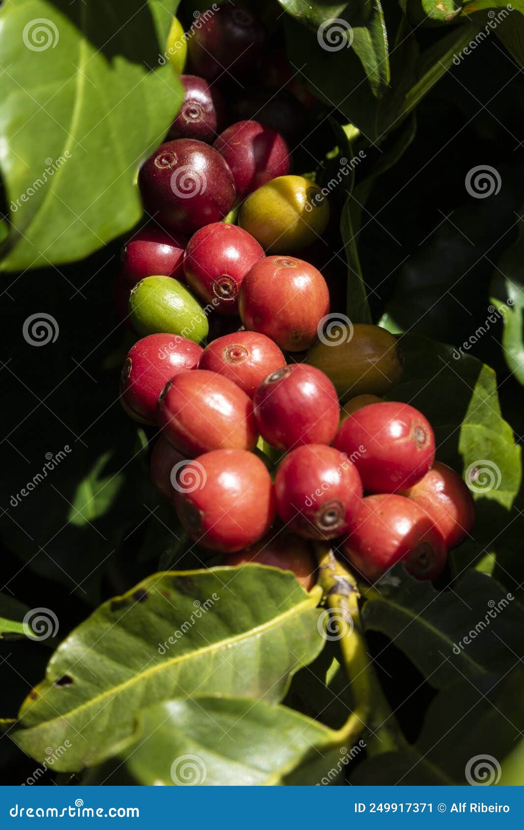 Coffee Beans on Coffee Tree Editorial Photo - Image of commodities ...
