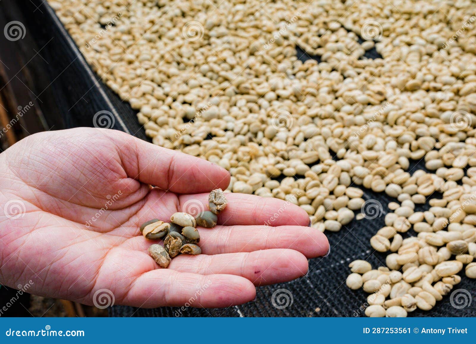 Coffee Beans Dried Up on the Hand in Kenya Stock Image - Image of ...