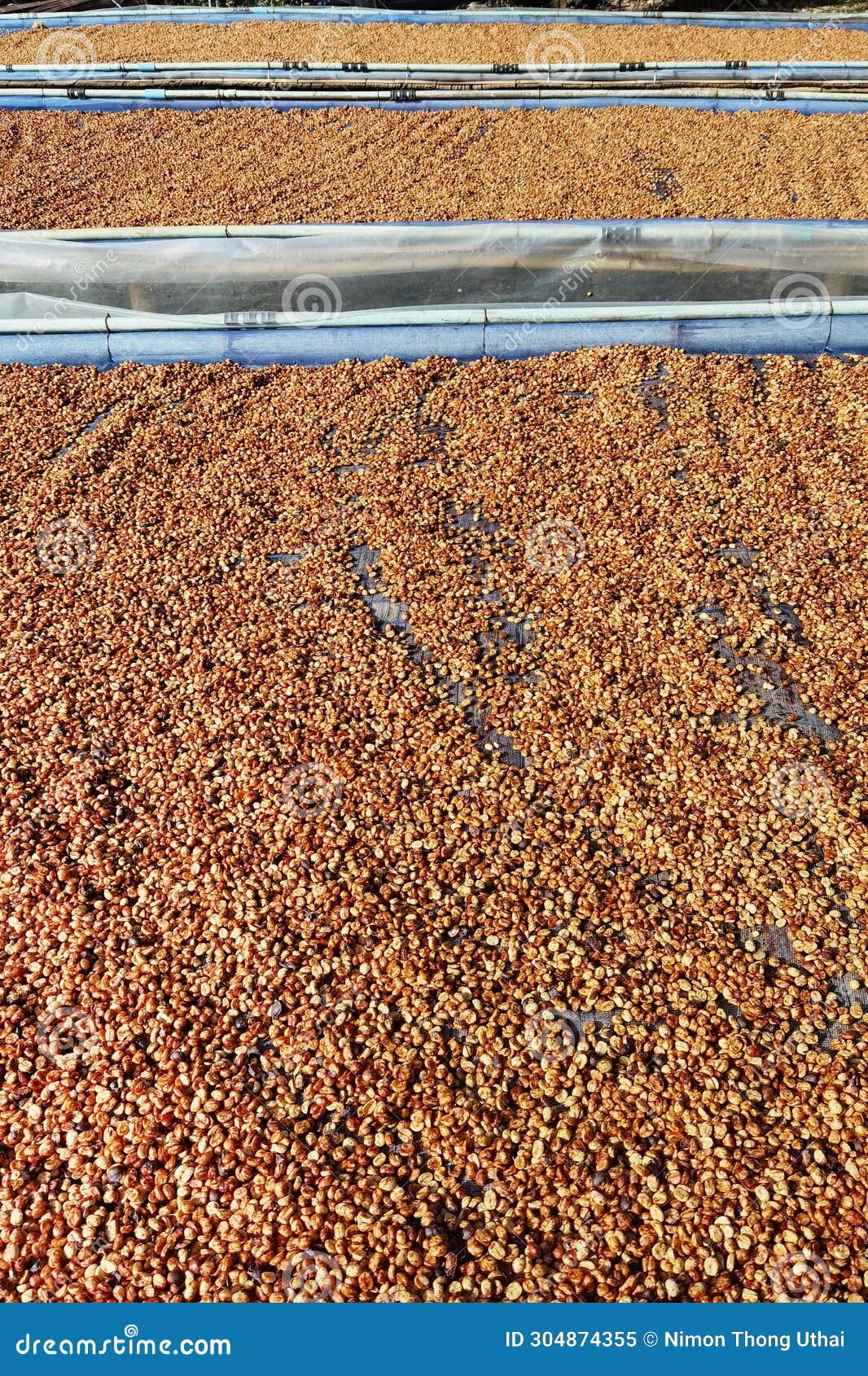 Coffee beans drying stock image. Image of agriculture - 304874355