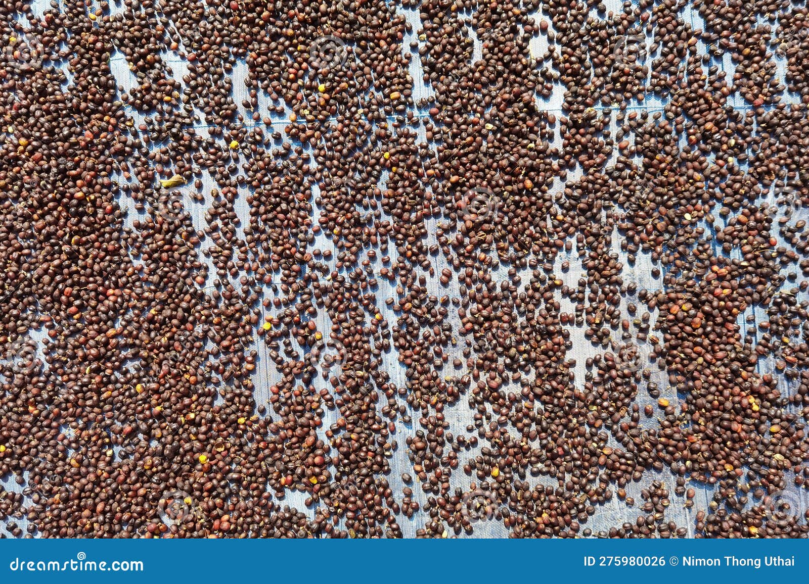 Coffee beans drying stock photo. Image of ripe, plant - 275980026