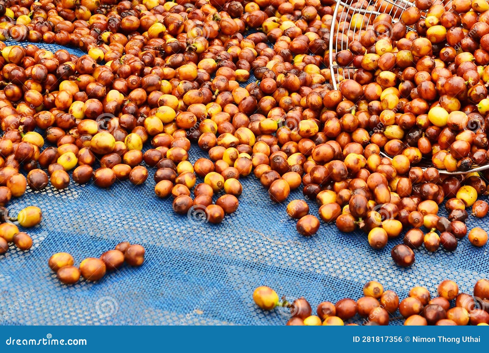 Coffee beans drying stock photo. Image of arabica, outdoor - 281817356