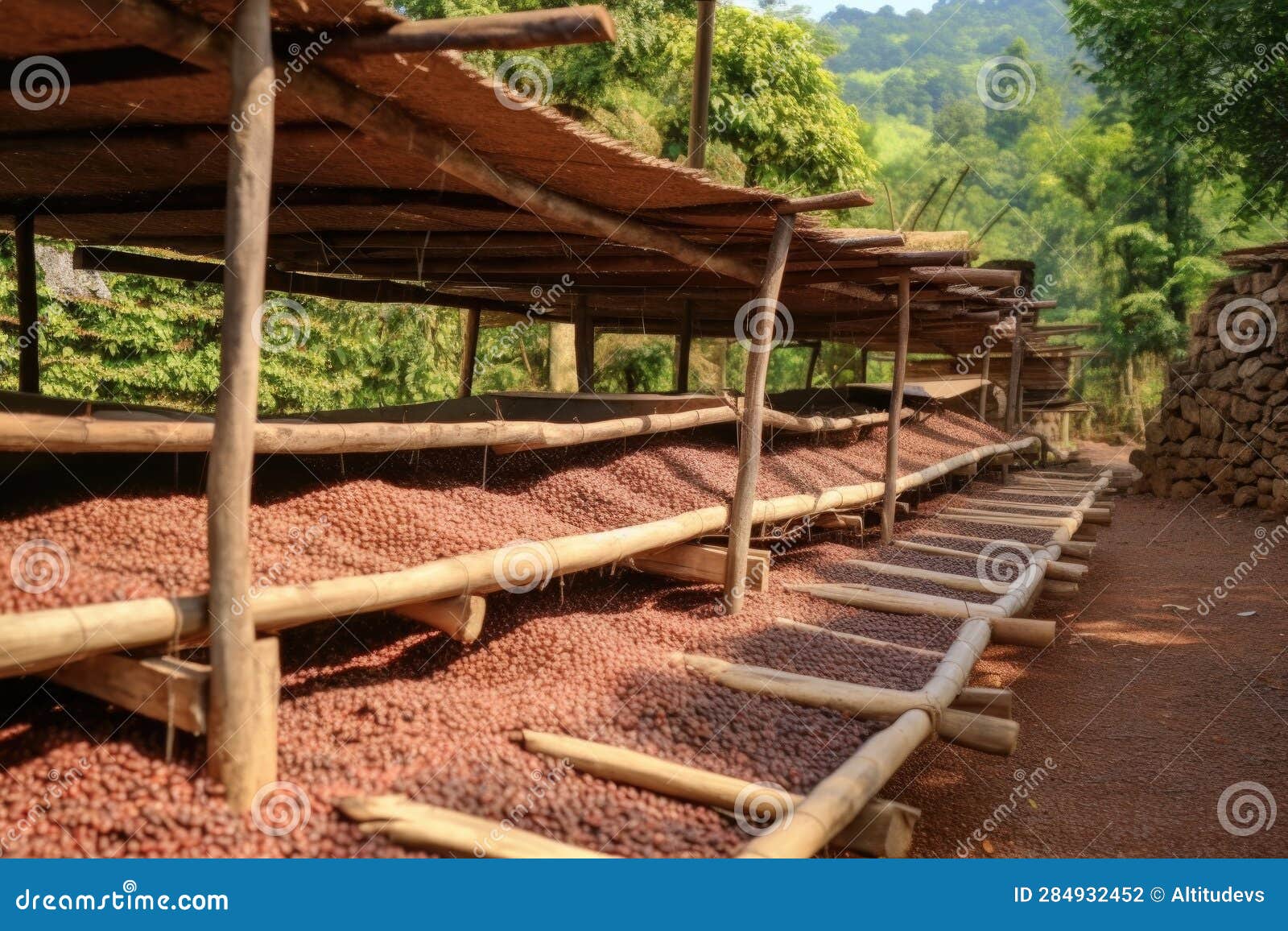 Coffee Beans Drying on Traditional Outdoor Racks Stock Photo - Image of ...