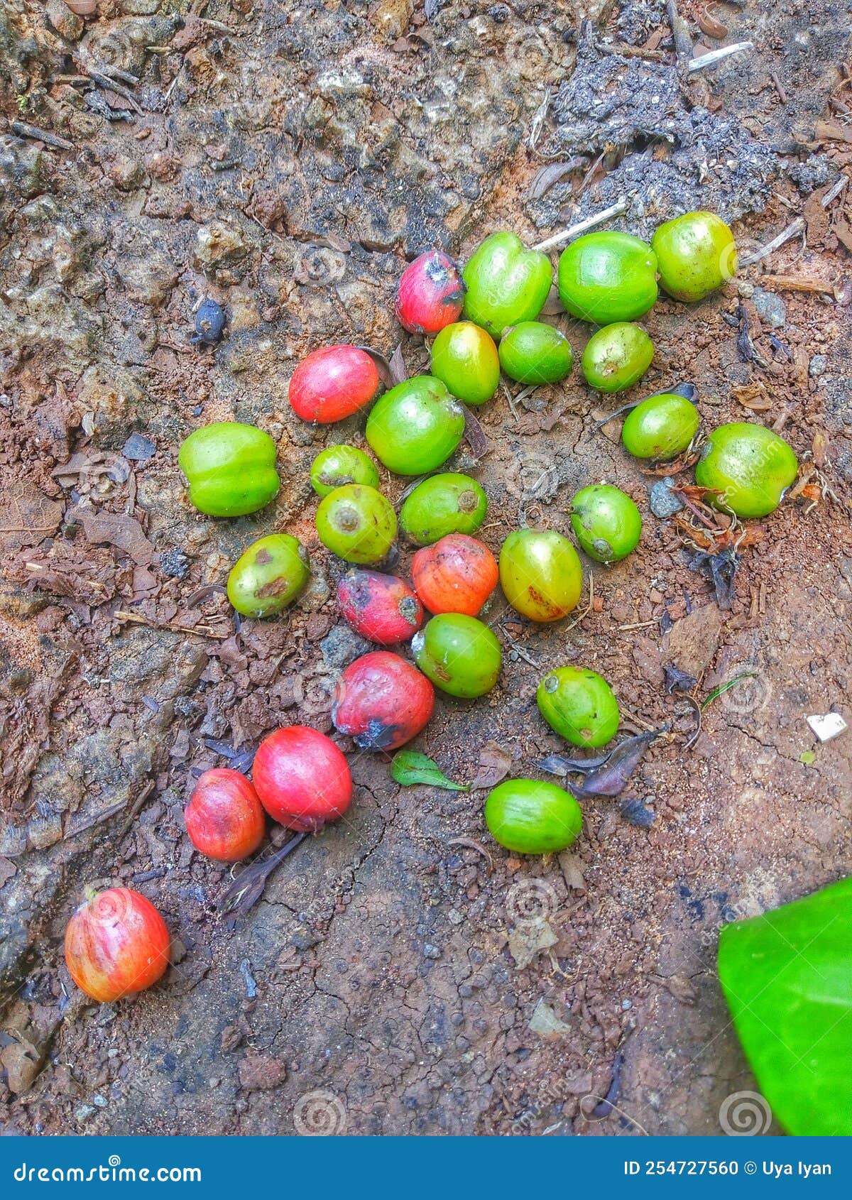 Coffee Beans that Fall from the Tree Stock Photo - Image of crop, leaf ...