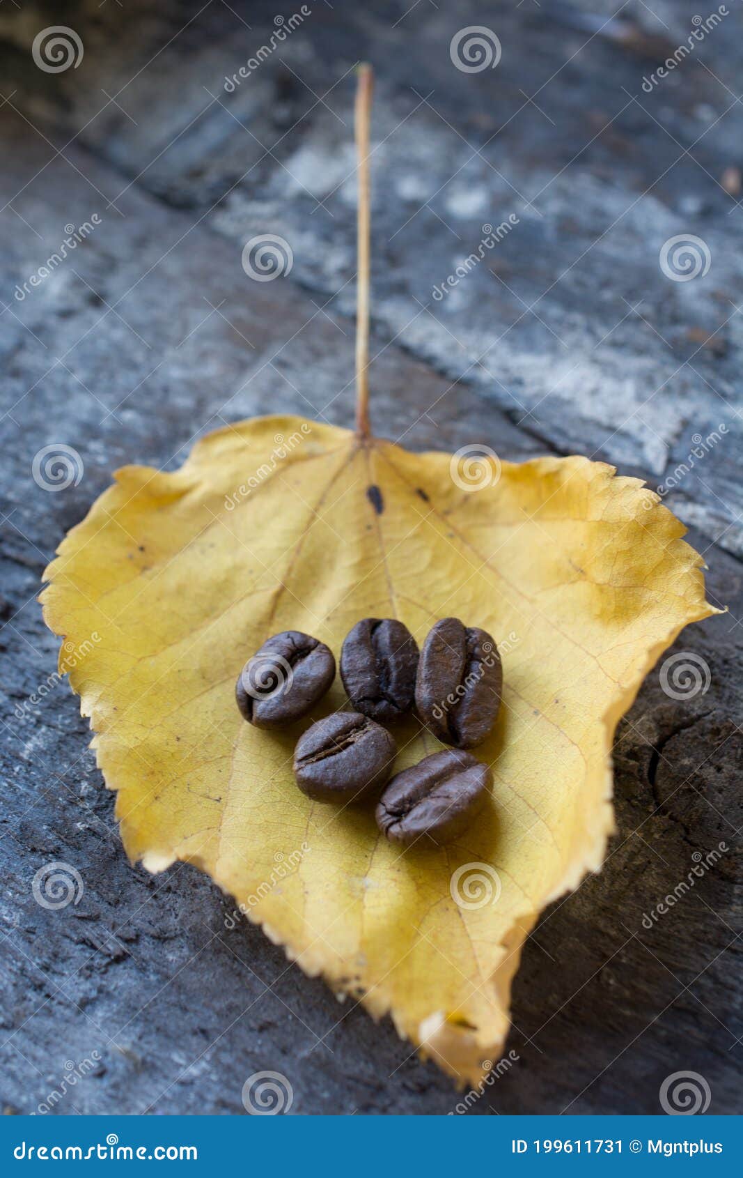 Coffee Beans on a Fallen Leaf Stock Image - Image of beverage, texture ...