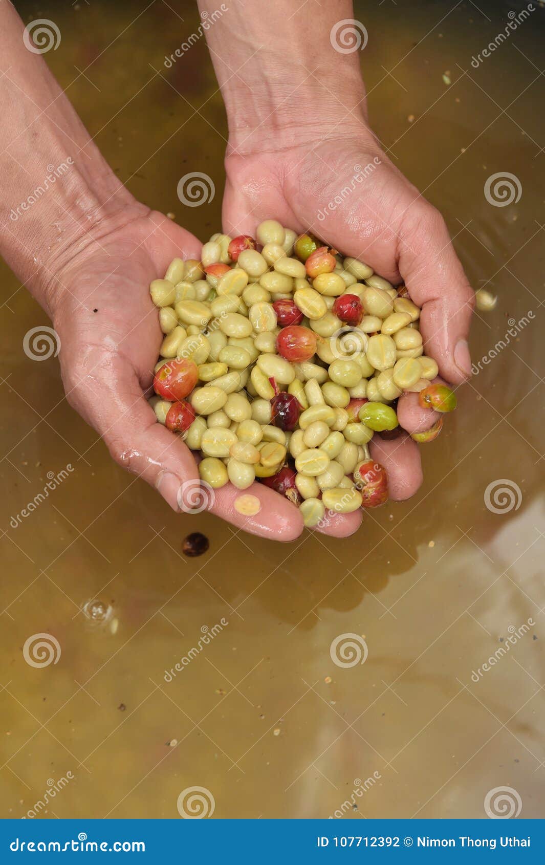 Coffee Beans,in the Ferment and Wash Method Stock Photo - Image of food ...