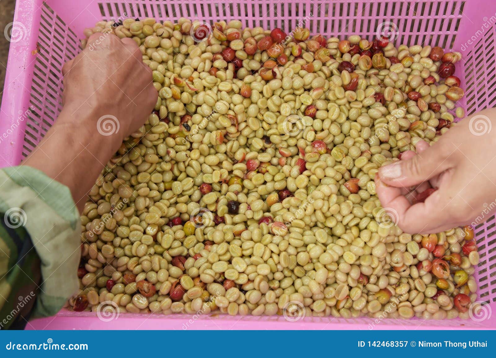 Coffee Beans,in the Ferment and Wash Method Stock Image - Image of ...