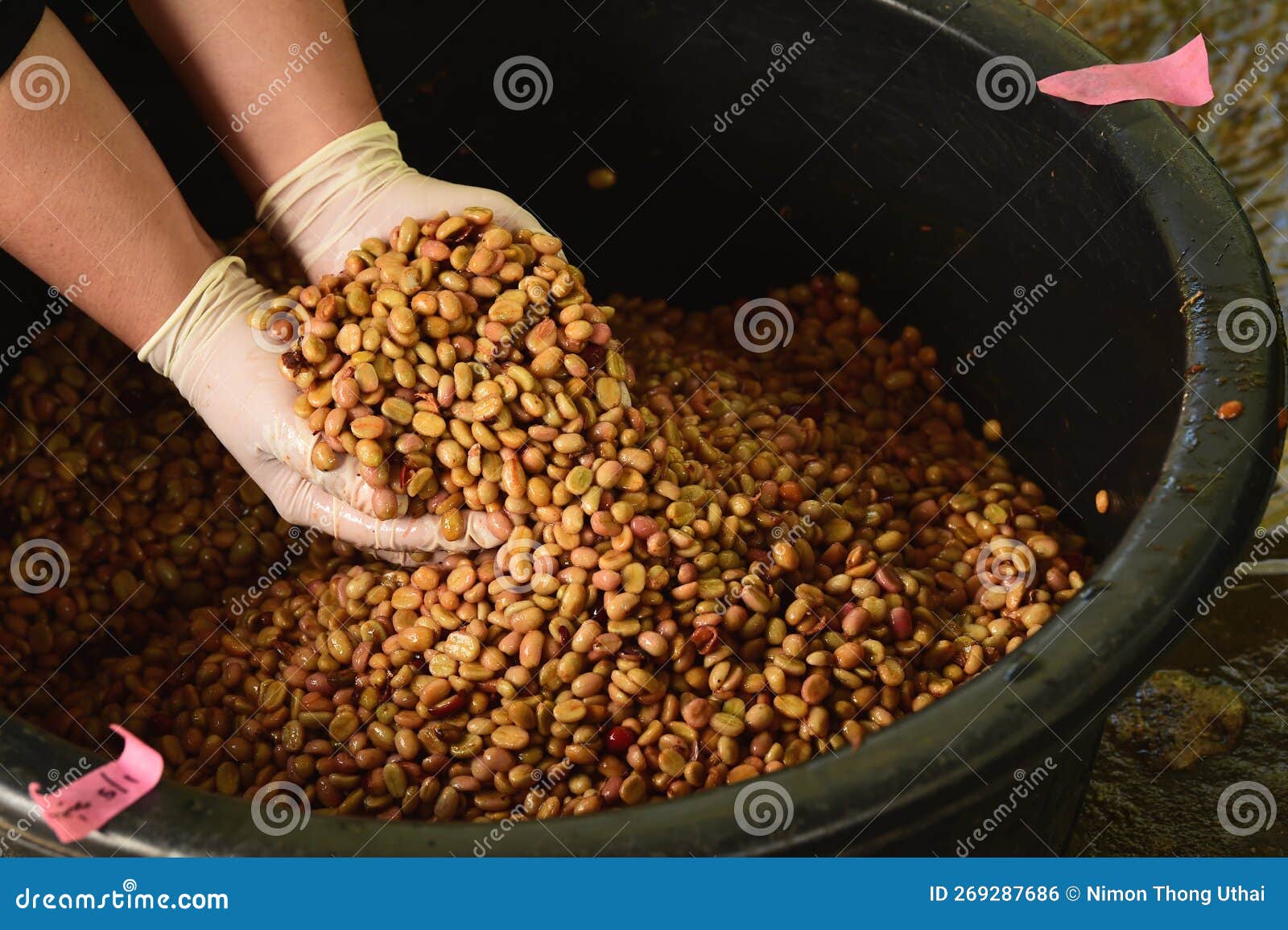 Coffee Beans,in the Ferment and Wash Method Stock Photo - Image of grow ...