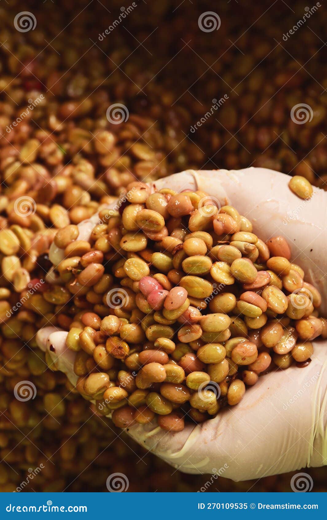 Coffee Beans,in the Ferment and Wash Method Stock Image - Image of ...