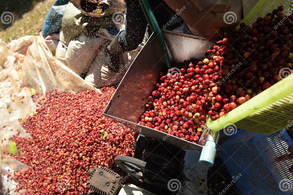 Coffee Beans,in the Ferment and Wash Method Stock Image - Image of ...