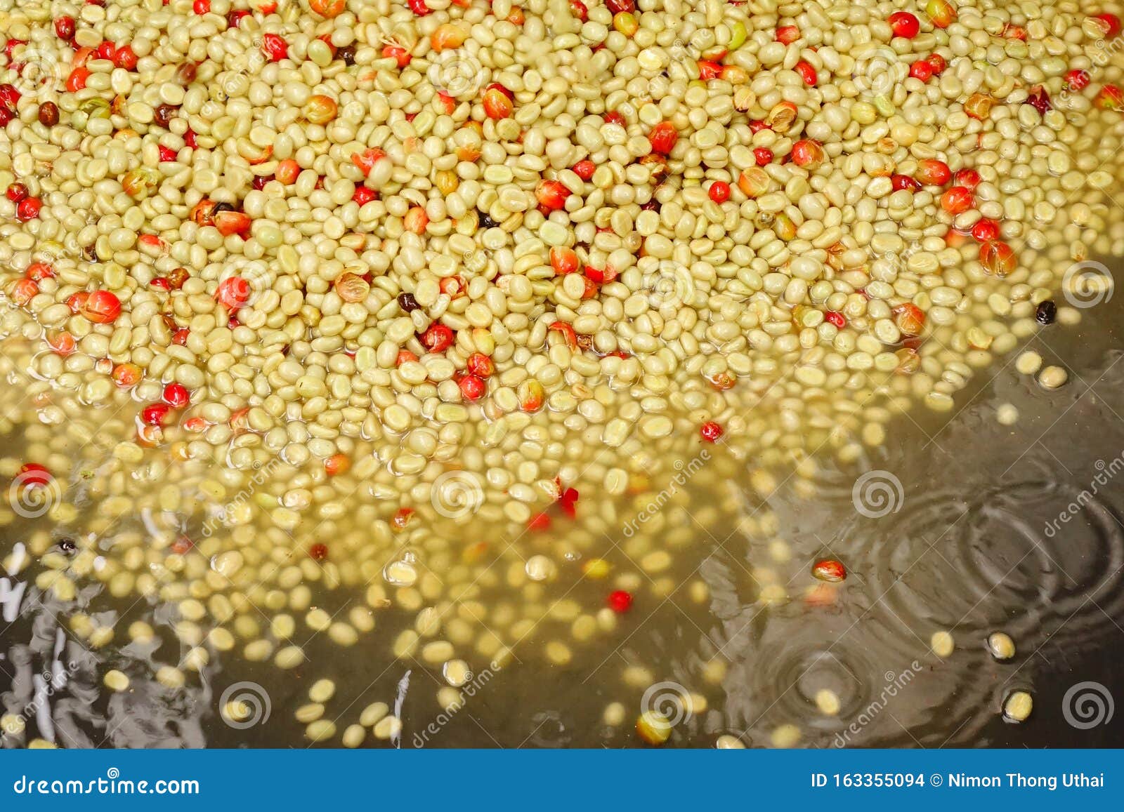 Coffee Beans,in the Ferment and Wash Method Stock Photo - Image of ...