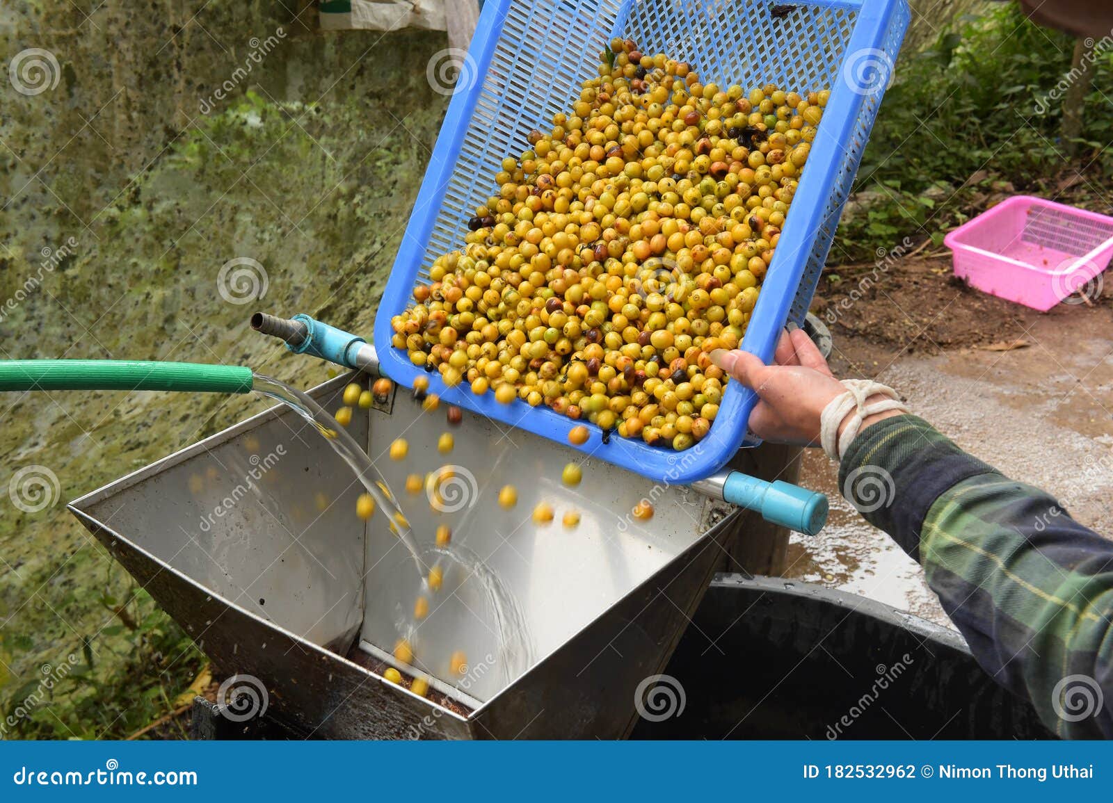 Coffee Beans,in the Ferment and Wash Method Stock Photo - Image of ...