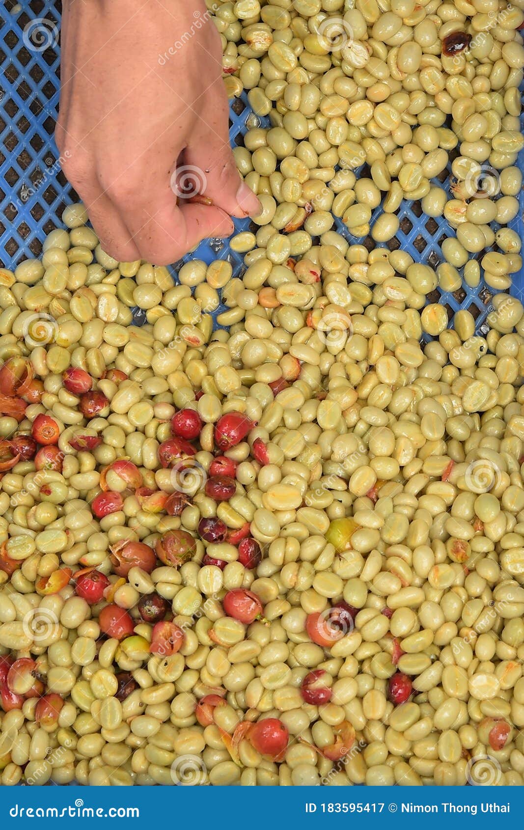 Coffee Beans,in the Ferment and Wash Method Stock Image - Image of ...