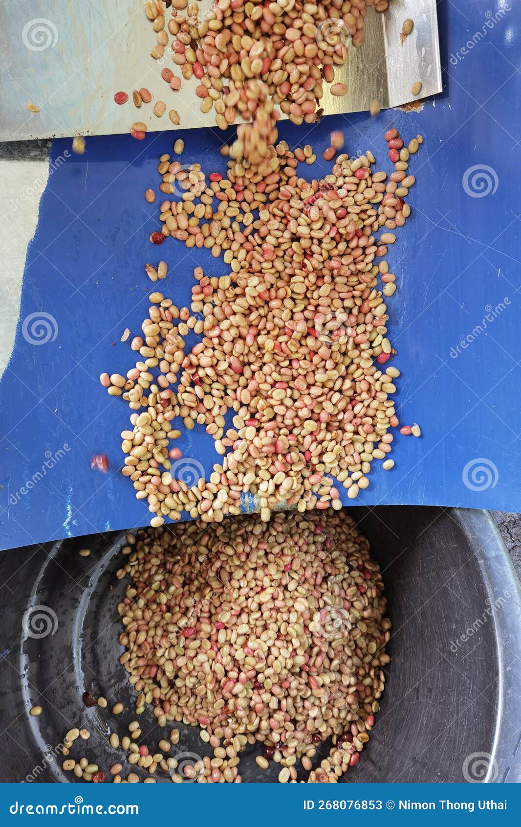 Coffee Beans,in the Ferment and Wash Method Stock Image - Image of ...