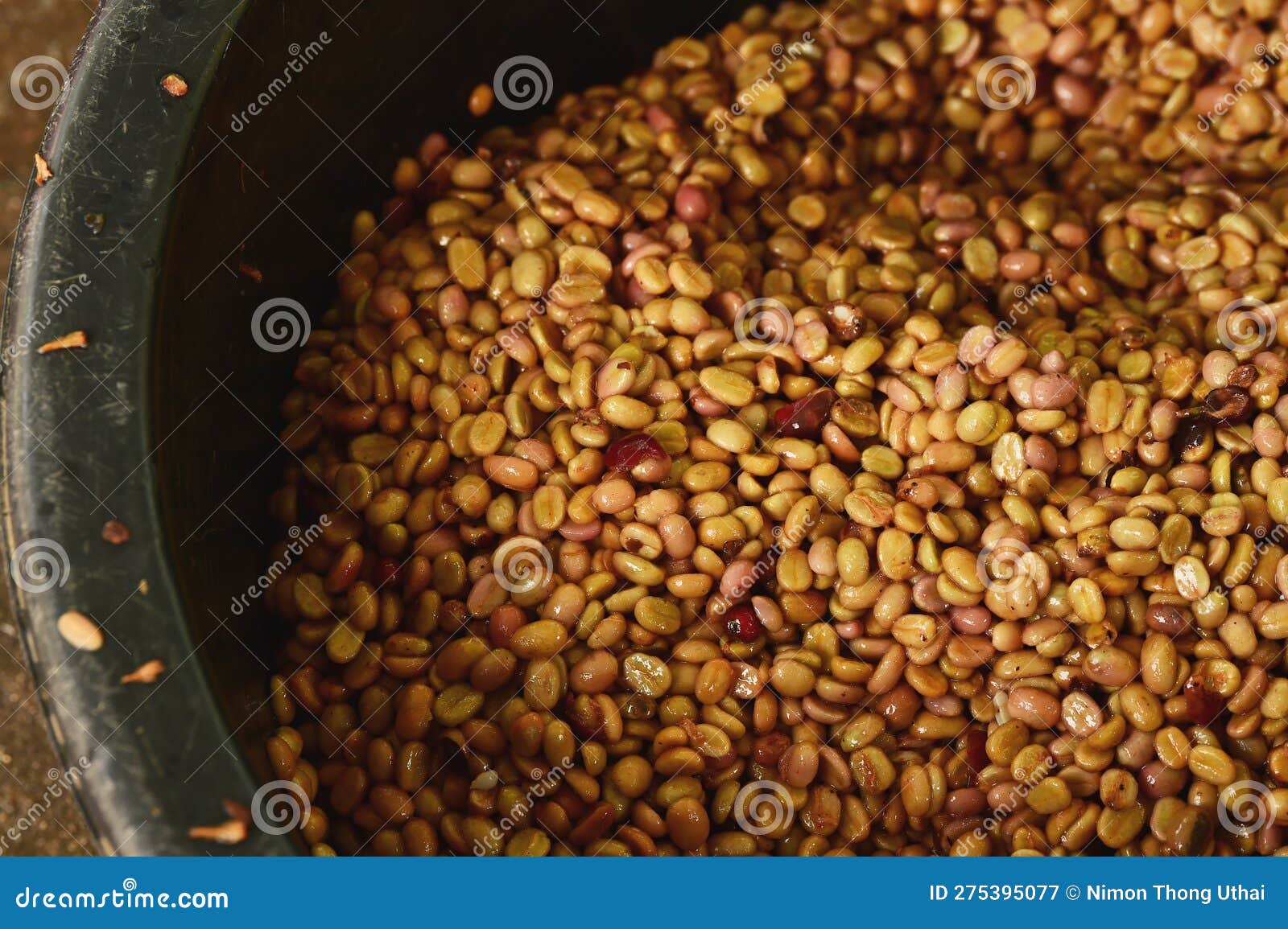 Coffee Beans,in the Ferment and Wash Method Stock Image - Image of ...