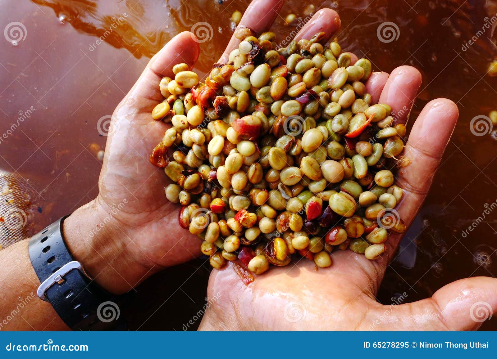 Coffee Beans,in the Ferment and Wash Method Stock Image - Image of ...