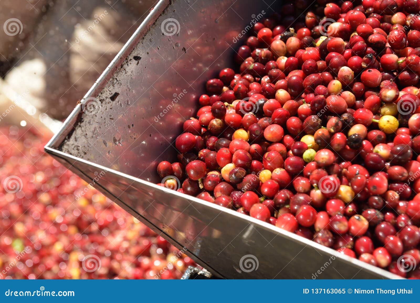 Coffee Beans,in the Ferment and Wash Method Stock Image - Image of ...