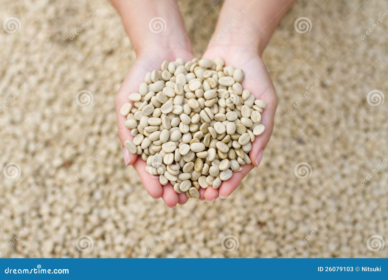 Coffee beans on hand stock image. Image of women, light - 26079103