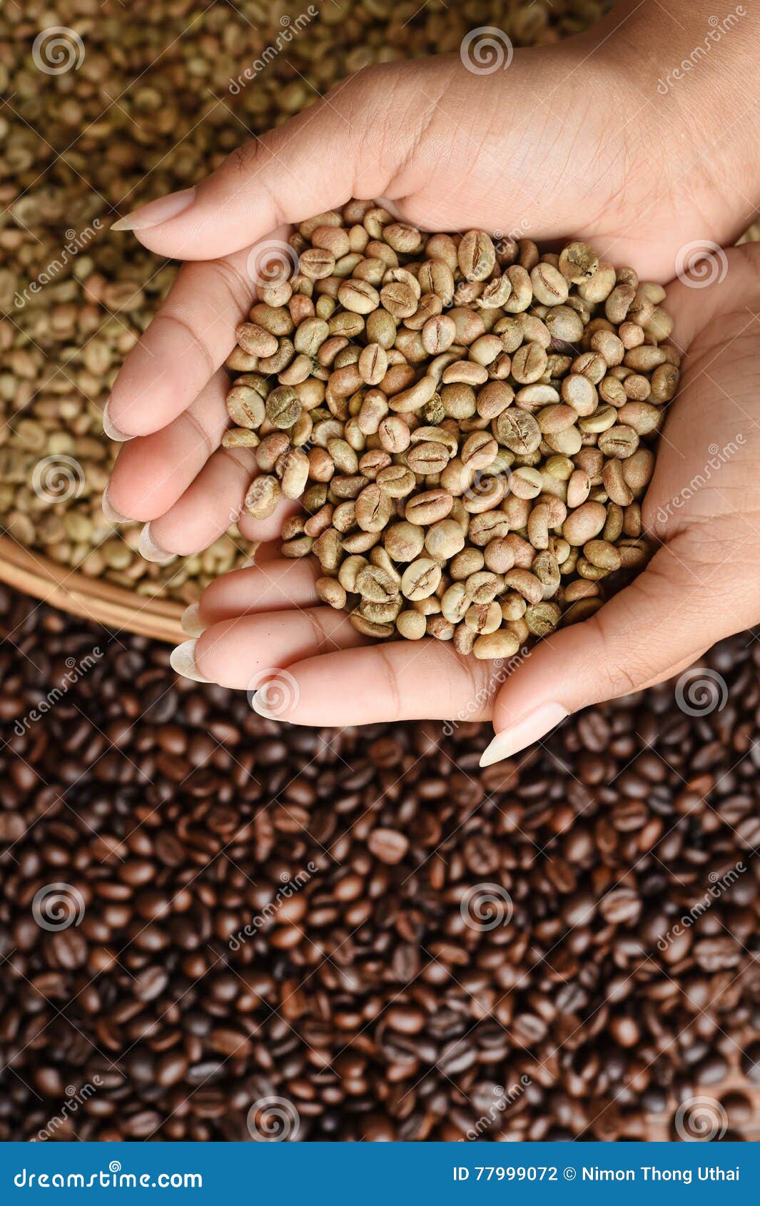 Coffee beans on hand stock photo. Image of food, unprocessed - 77999072