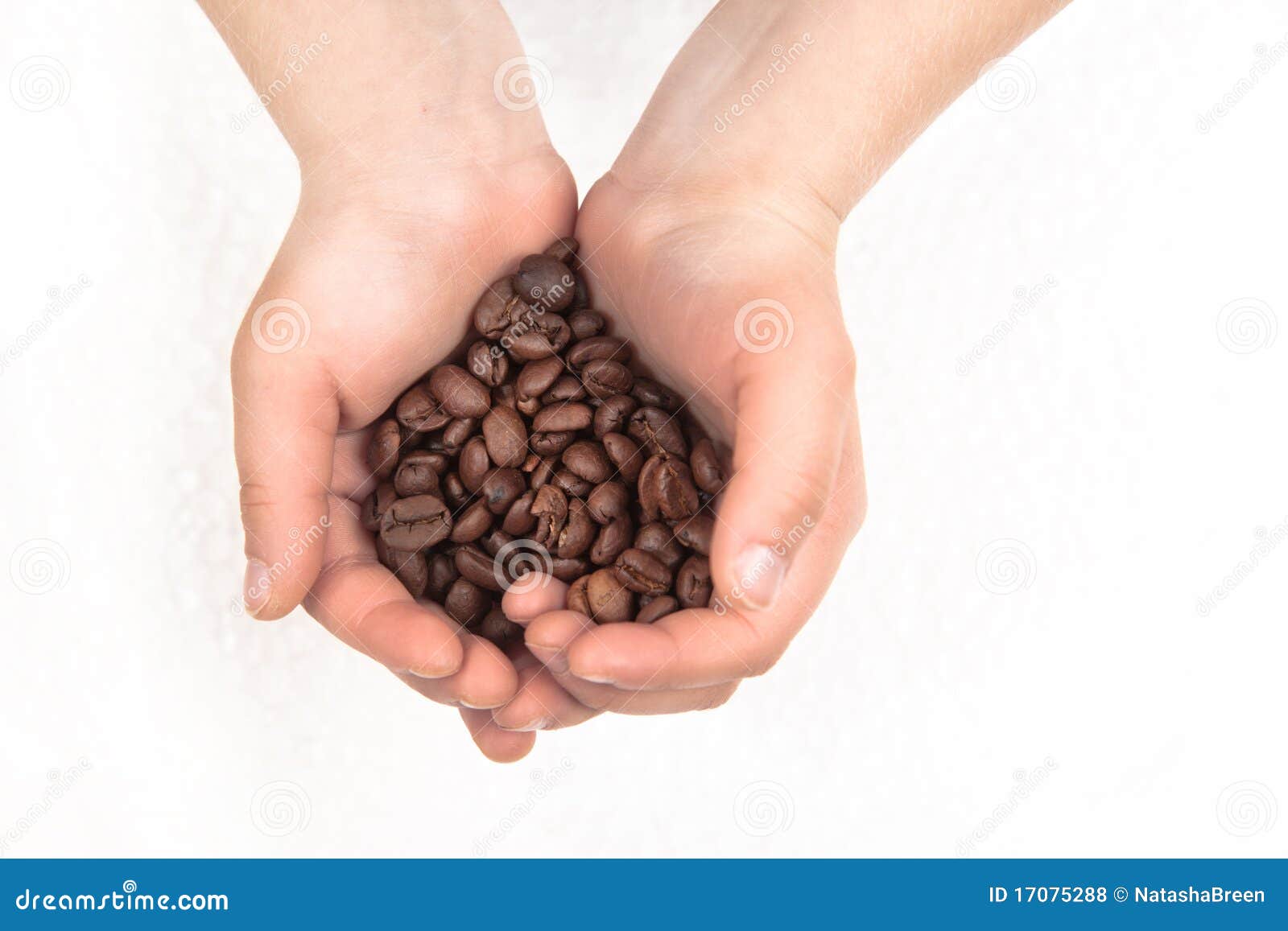 Coffee beans in the hands stock photo. Image of mocha - 17075288