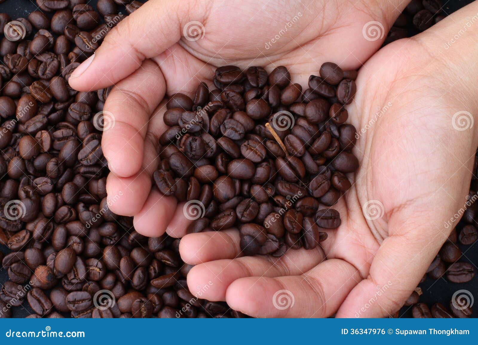 Coffee beans on hands stock photo. Image of aroma, crop - 36347976