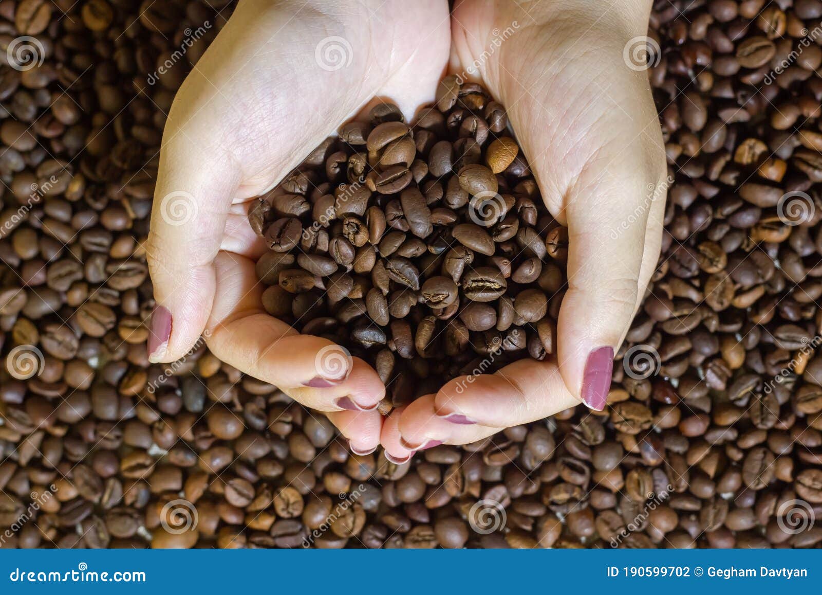 Coffee Beans in the Hands, Coffee Beans in Hand Stock Photo - Image of ...